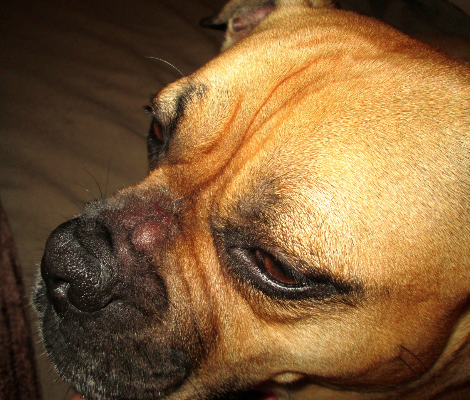 A Grand Adventure: Here a Pushki, There a Pushki, Everywhere a Pushki