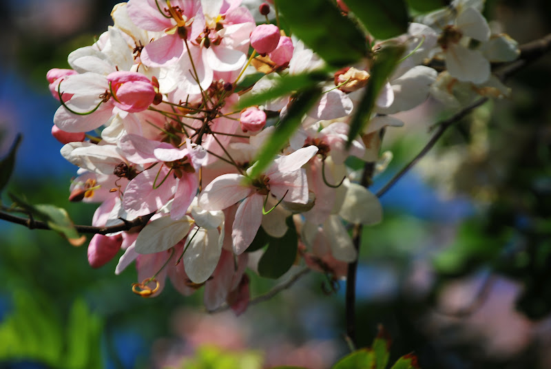 Ang Bayan Ninyo: Pa Palawan (Going to Palawan)