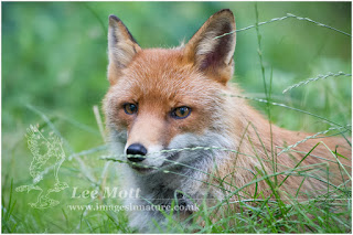 Lee Mott Photography