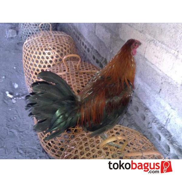 ZONA-AYAM PETARUNG: KOLEKSI AYAM MUDA