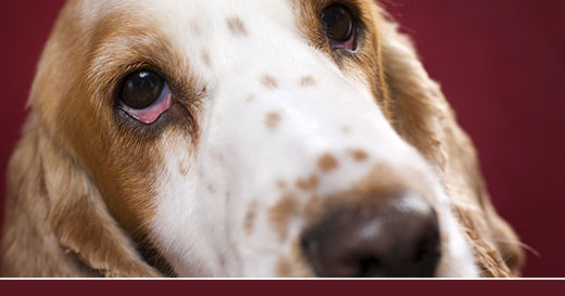 Symptoms to Watch for in Your Dog: Head Tilt