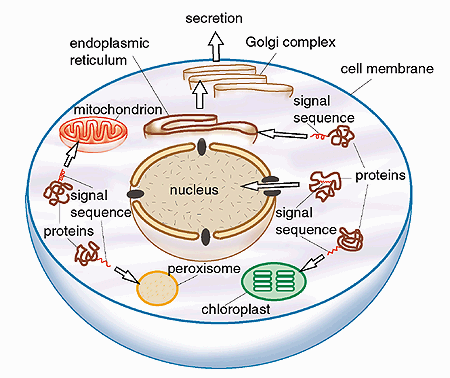 Science Cell: What are Cells