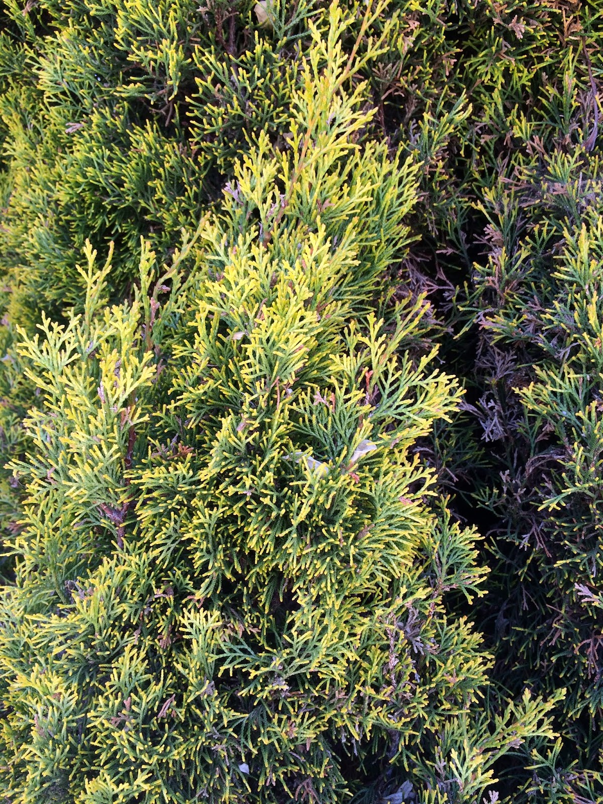 Trees of Santa Cruz County: Cupressus sempervirens 'Swain's Golden ...