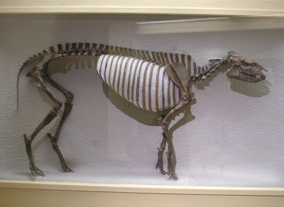 TAPIRS: The Tapir Preservation Fund (TPF): Harvard Tapirs: Of Toes and ...