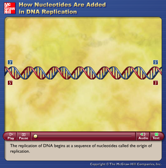 Avibert: How Nucleotides are Added in DNA Replication Animation
