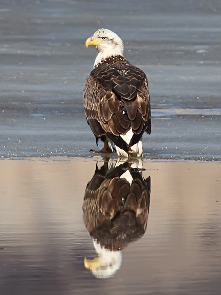 Ecobirder: Bald Eagle Reflection