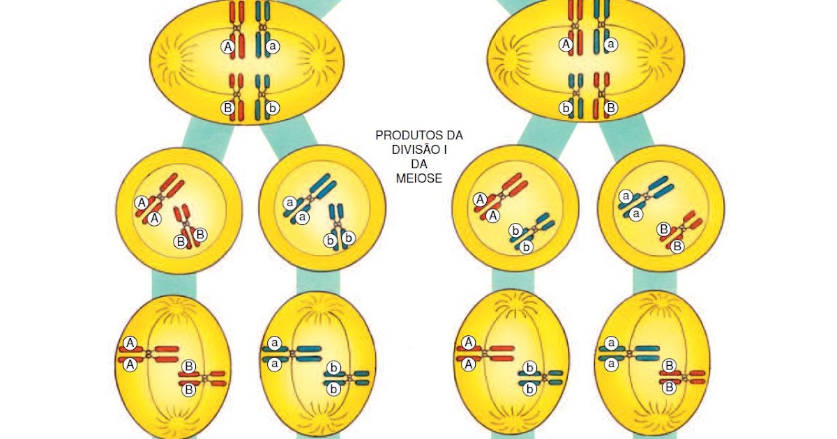 Prof. Altamir Souza: Comparação entre mitose e meiose