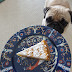 Grubbin' Pugs: About Grubbin' Pugs