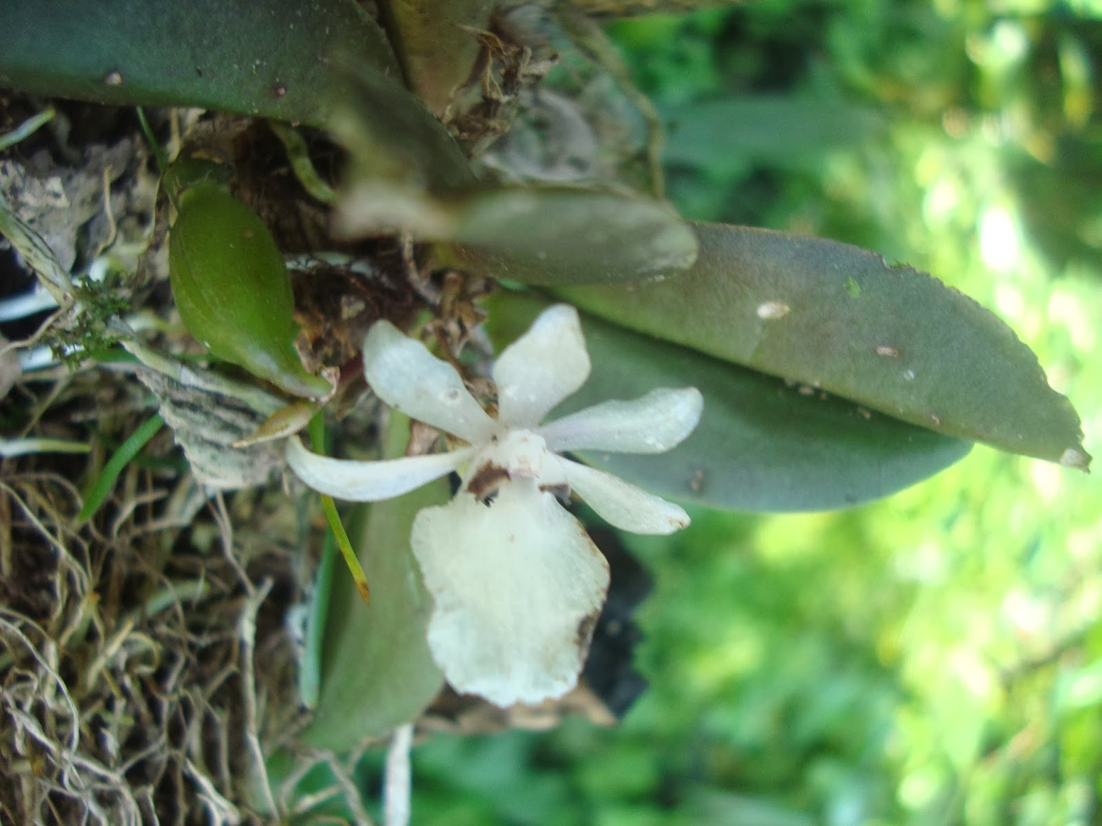 Orquídeas HElid: Trichocentrum Candidum