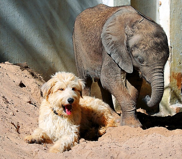 White Wolf : Baby Elephant Can’t Stop Following Her Rescuer After Being ...