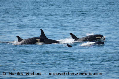 Orca Watcher: Another Spectacular Sunday: Eagles, J-Pod, and the L12s