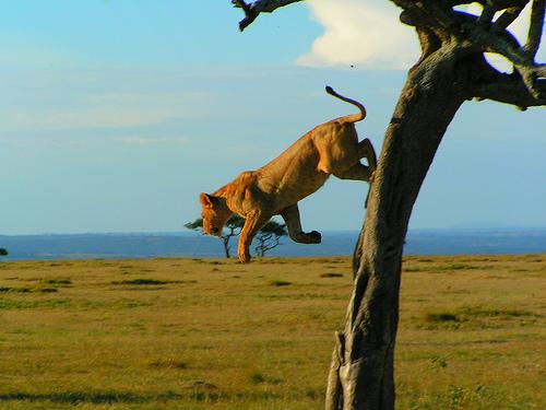 Amazing Animals Jump - Nice Pics ~ Hampix