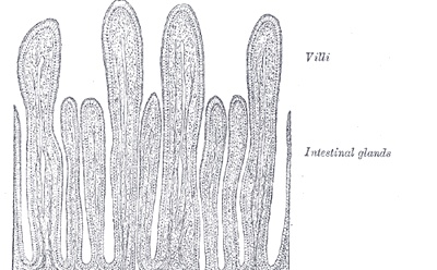 According2Robyn: Digestive System: Part 6, The Jejunum