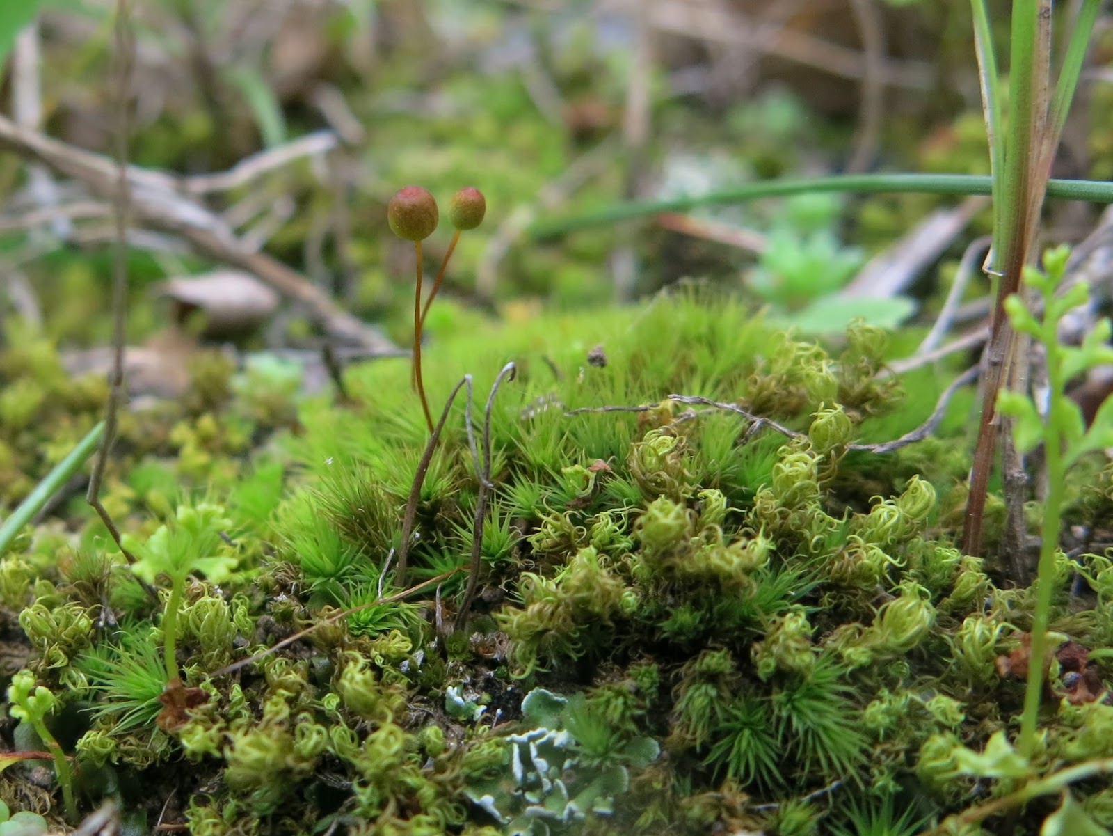 South Wales Bryophytes: Holiday hepatics