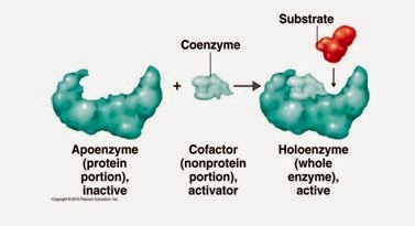 Struktur Fungsi dan Klasifikasi Enzim