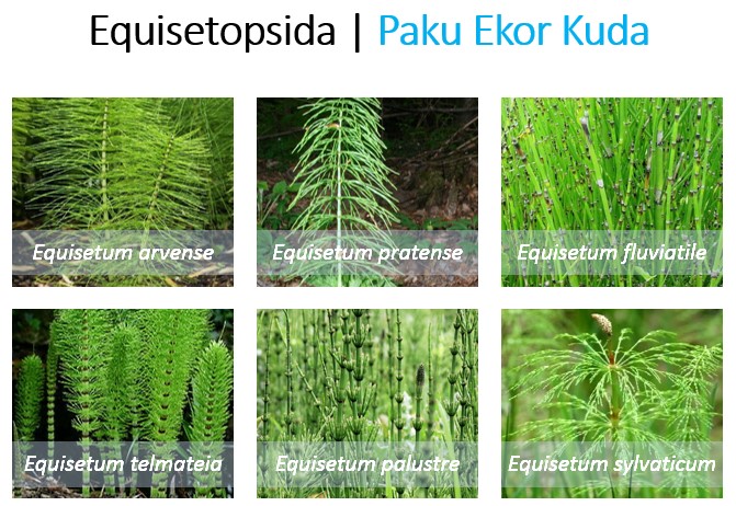 Jenis Tumbuhan Paku (Pteridophyta)