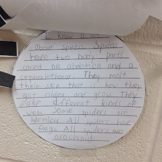 Simply Second Grade: Spider Week! {LOTS of FREEBIES}