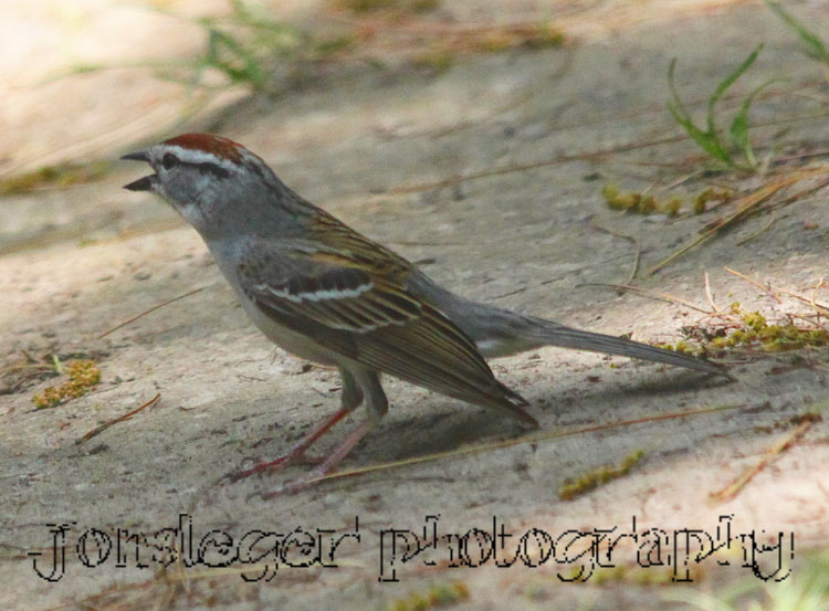 Northern Illinois Birder: Chipping Sparrows; Early April Migration to ...