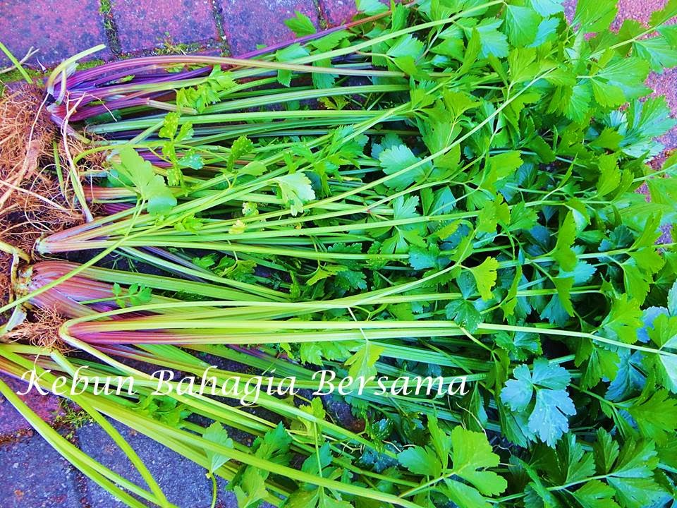 Kebun Bahagia Bersama: Heirloom Giant Red Celery