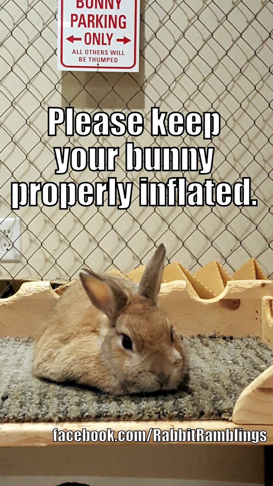 Rabbit Ramblings: RR Funny Bunny Memes