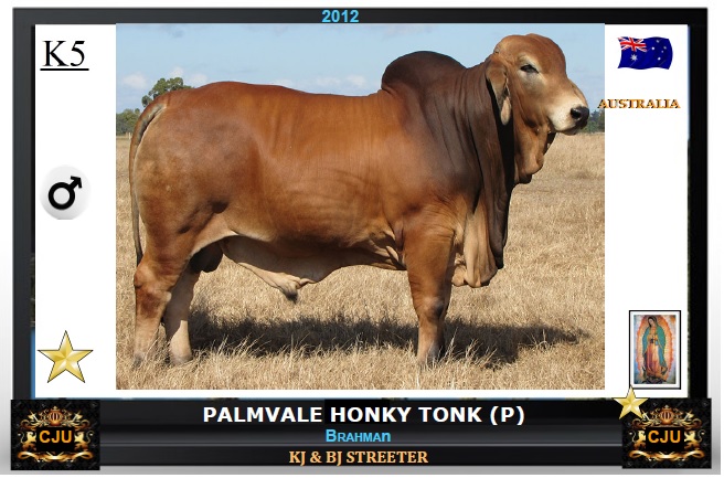 CEBÚ ♥ ♥ ♥ ZEBÚ♔♕♖♗♘ LA PASIÓN POR EL #CEBÚ #ZEBU: PALMVALE HONKY TONK ...