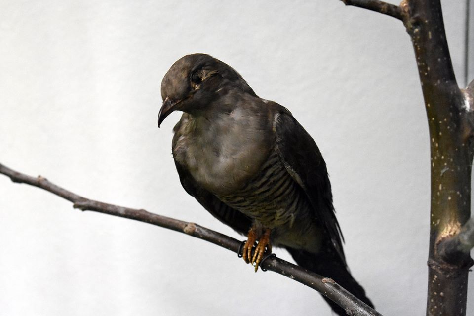 Ştiinţă pentru toţi: CUCUL (Cuculus canorus)