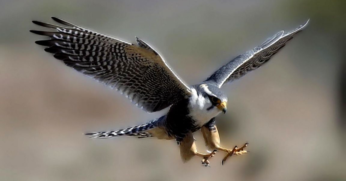 Hawk Hd Wallpapers | Wallpapers Galery