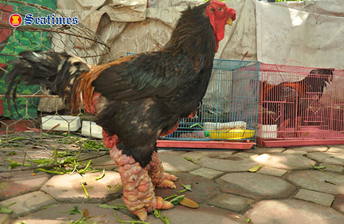 Ayam Kaki Raksasa Jadi Hidangan Eksklusif di Vietnam | LIAT AJA