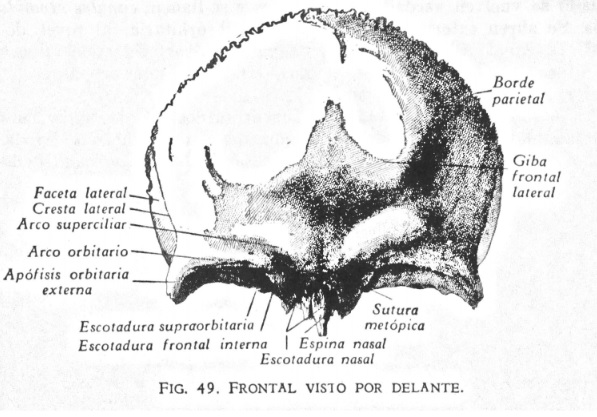 Huesos del cráneo (anatomía humana I) : noviembre 2018