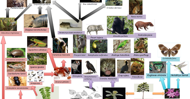 SELVA TROPICAL PERENNIFOLIA: RED TRÓFICA