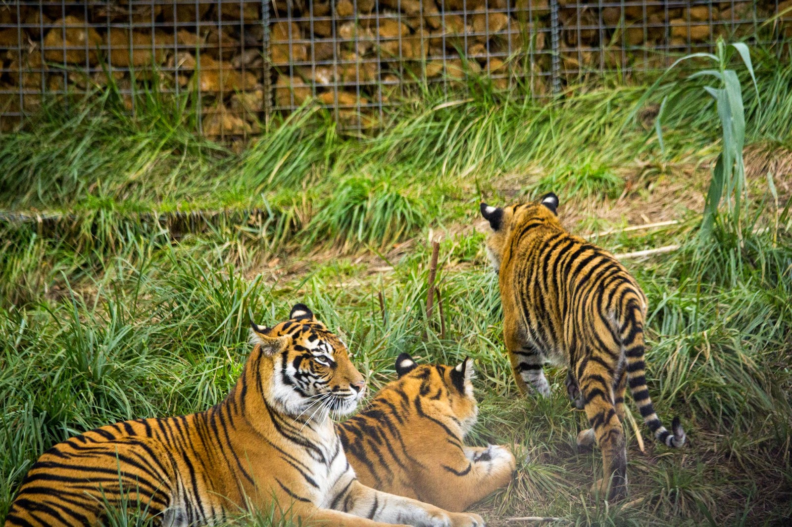 ZSL London Zoo: Tiger Territory