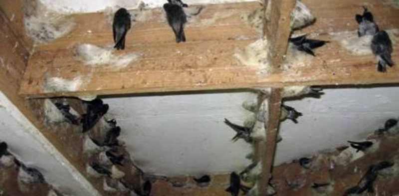 Inilah Sifat Burung Walet yang Wajib Anda Tahu - Walet Bone