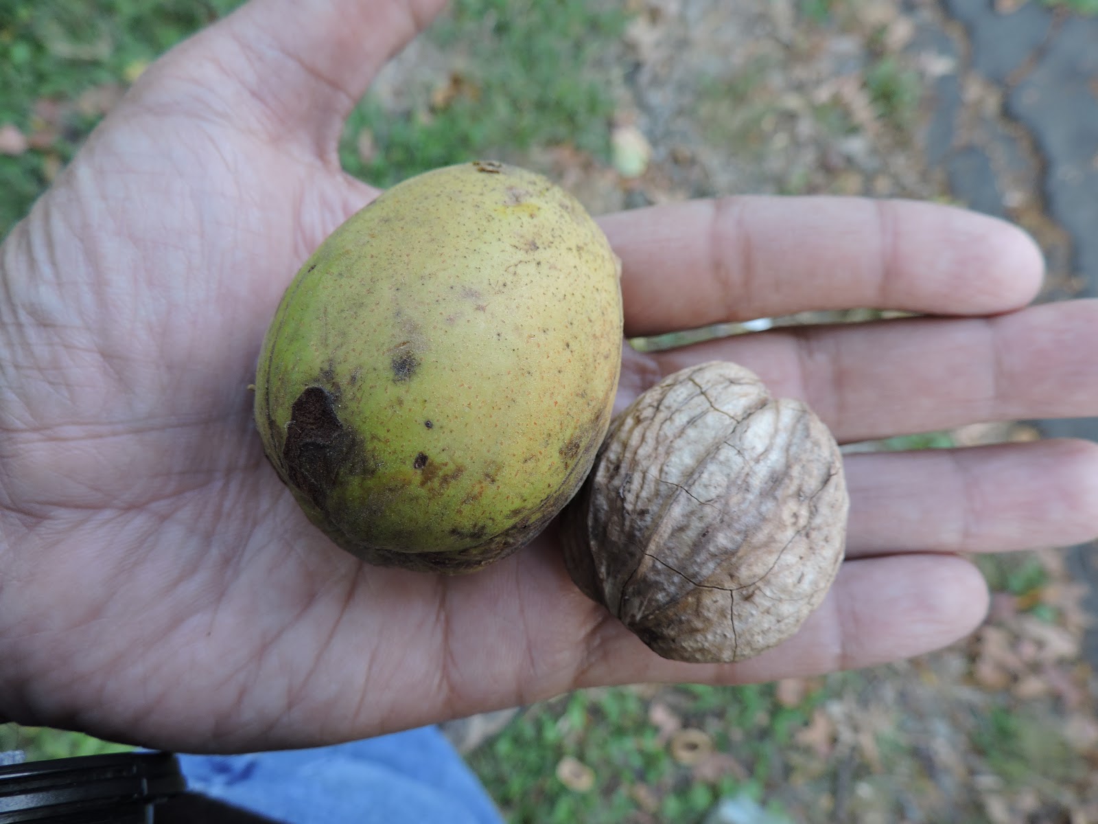 Capital Naturalist by Alonso Abugattas: Shellbark Hickory