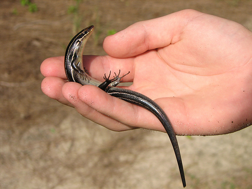 adventurewithcrankinking