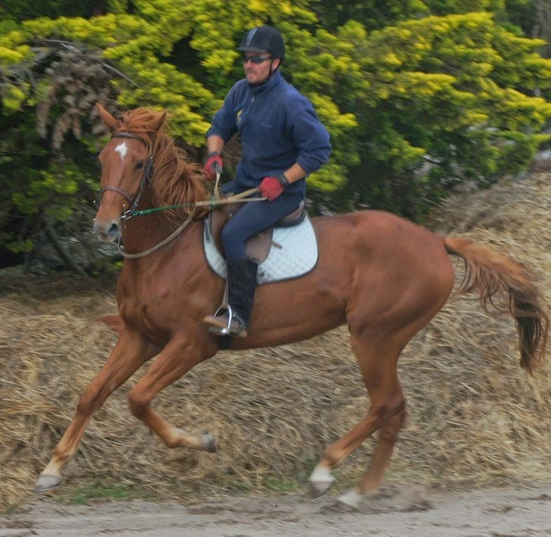 Ecuries Coursin: Gaspard, le très beau KWPN