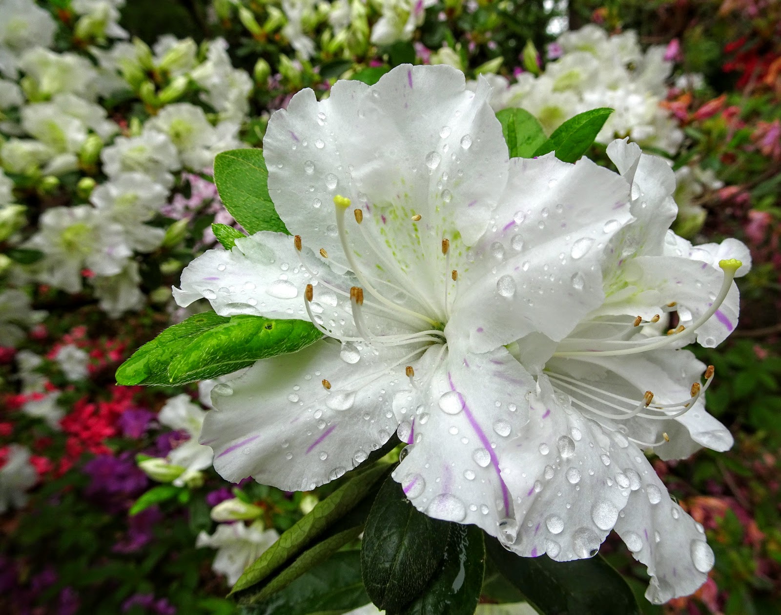 Love, Joy and Peas: Glistening Raindrops on Pretty Azalea Flowers