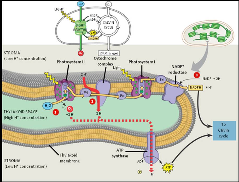 Metabolisme - Anabolisme Karbohidrat | de Biology