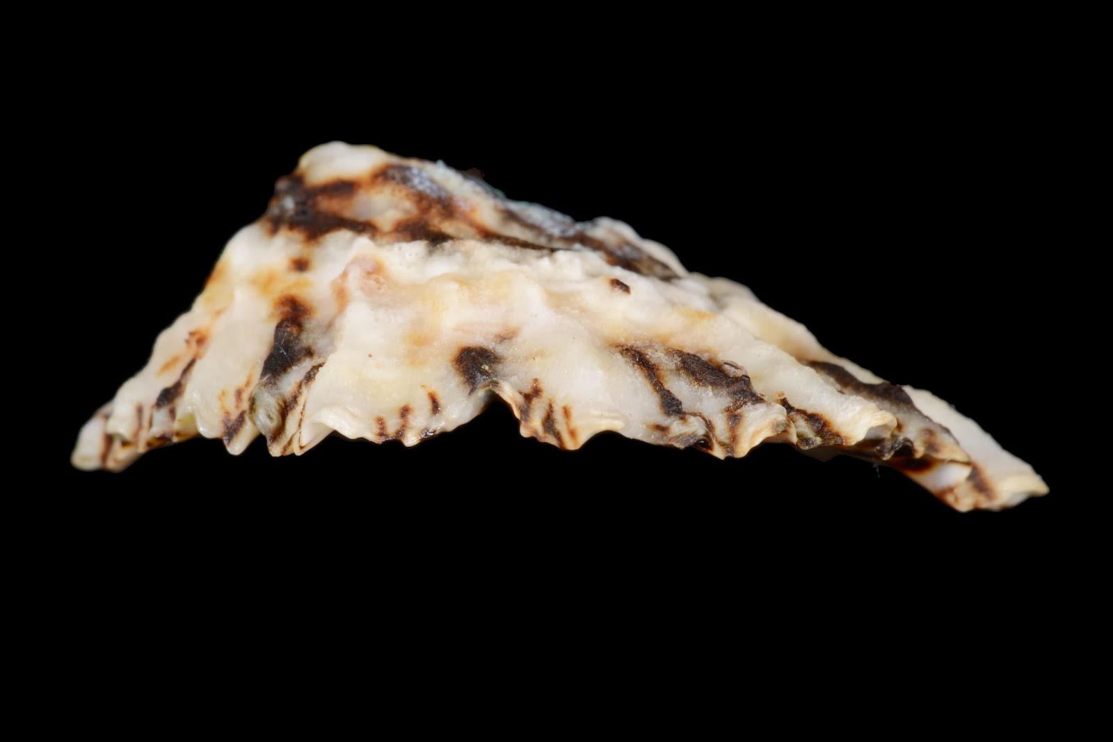 Dr. Lee's Gallery Museum: Lottia scabra 25.48mm