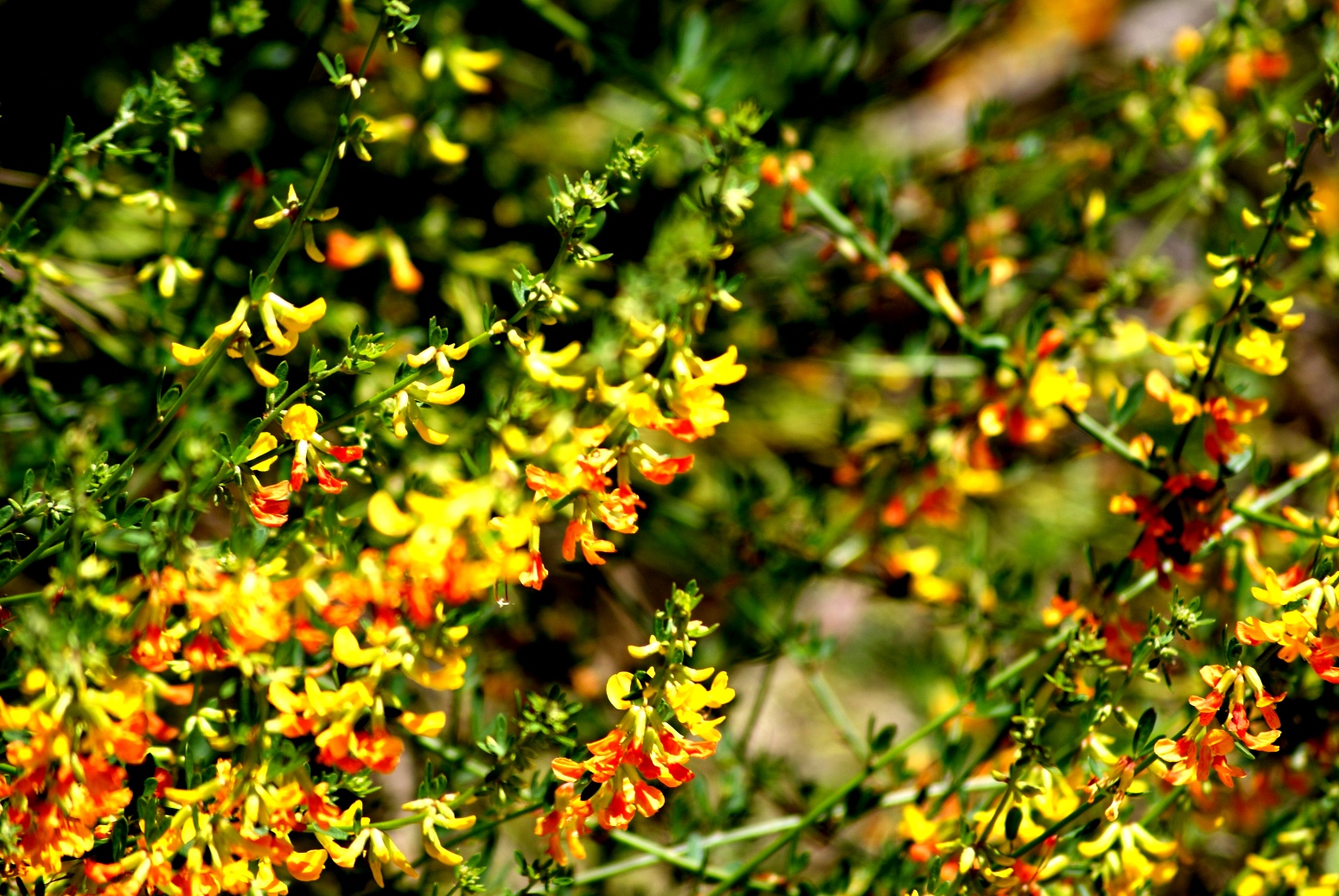 A photo, A thought............: Place: Spring flowers in El Moro Canyon ...