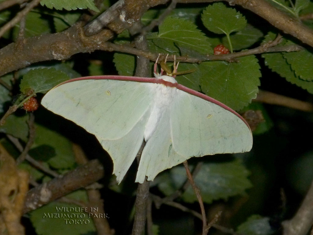 オオミズアオ Japanese Luna Moth-水元公園の生き物