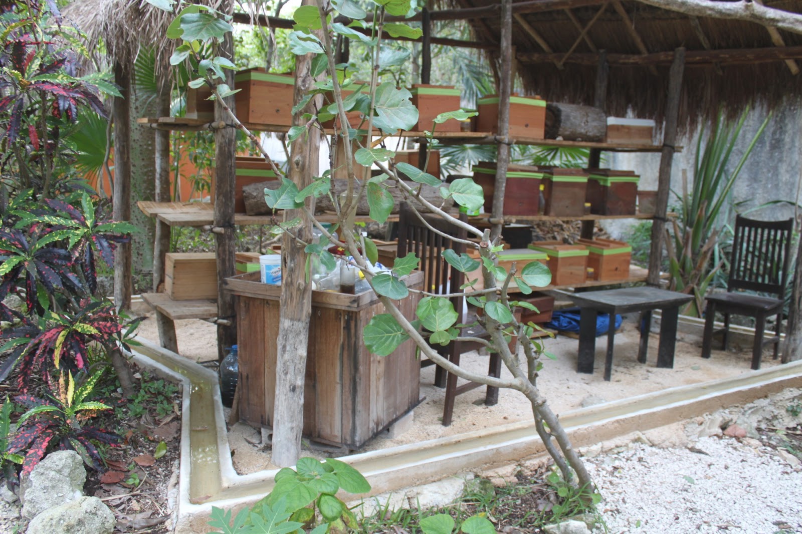 Foodscaping: Melipona Beecheii, the Mayan sting-less bee