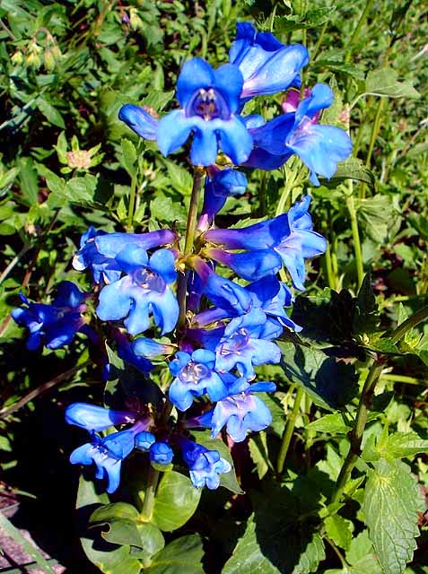 Utah and Its Native Plant Life: Wasatch Penstemon