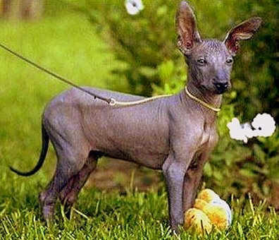 ANPP Animales y Plantas de Perú: La raza canina PERRO SIN PELO DEL PERU ...
