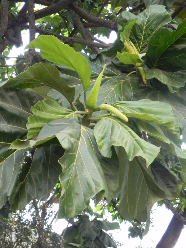 OUR PHILIPPINE TREES: The Antipolo Tipolos