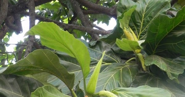 OUR PHILIPPINE TREES: The Antipolo Tipolos