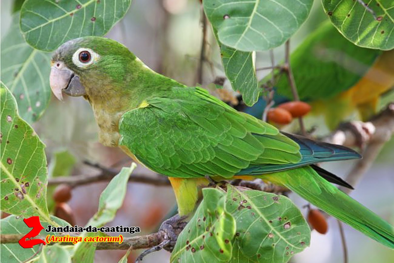 Zoologia: Jandaia-da-caatinga (Aratinga cactorum)