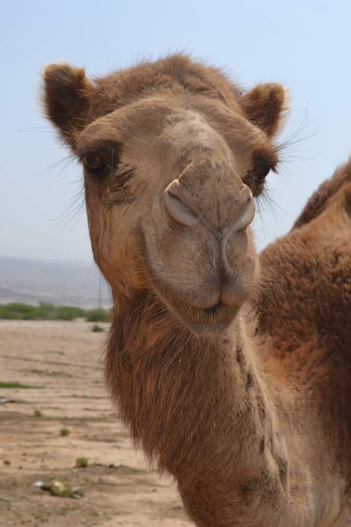 Animals and Kids World: Google Hired Camel To Create The Street View Of ...