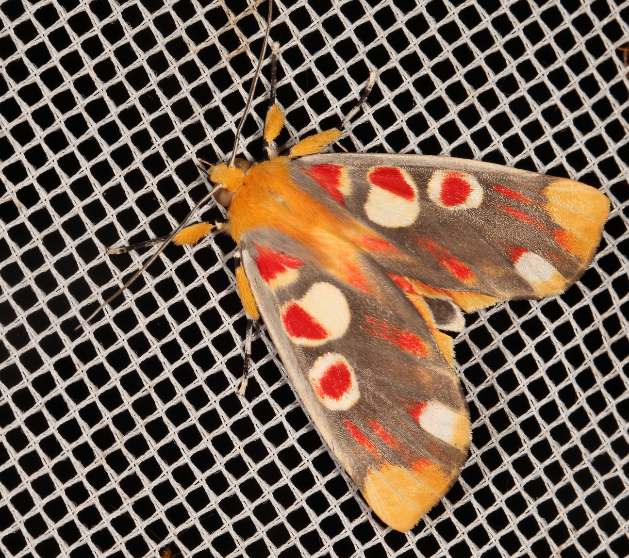 BunyipCo: National Moth Week