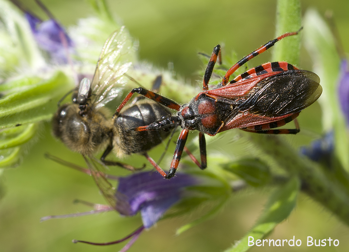 RÍA DE LA VILLA: julio 2013