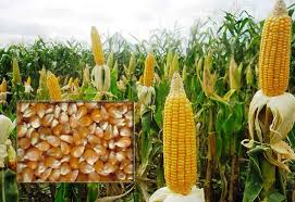 Mengenal macam-macam jenis Jagung, kekurangan dan keunggulannya. - NewsOoll